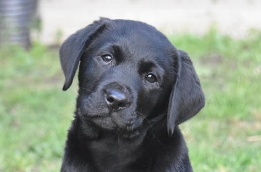 14 Friendly Facts You Probably Didn’t Know About Labrador Retrievers ...
