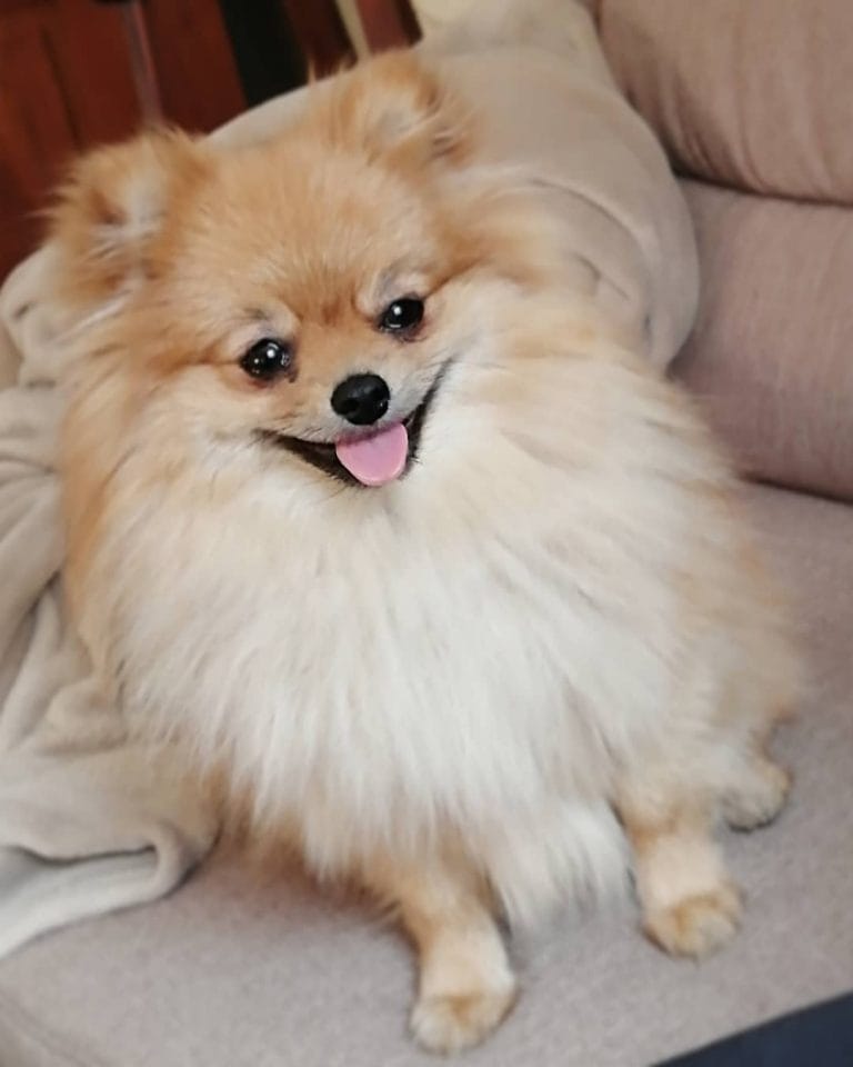 14 Adorable Facts About Pomeranians - PetPress