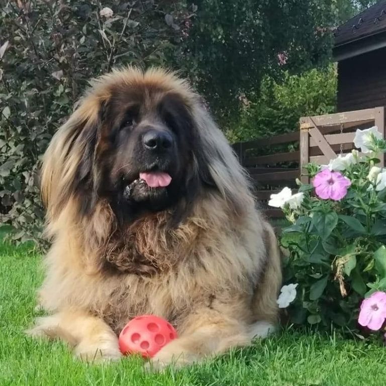 The 15 Cutest Leonbergers You Have Ever Seen - Page 3 of 3 - PetPress