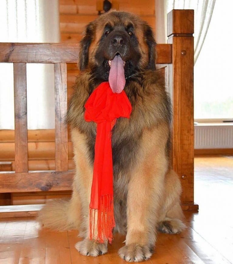 The 15 Cutest Leonbergers You Have Ever Seen - PetPress