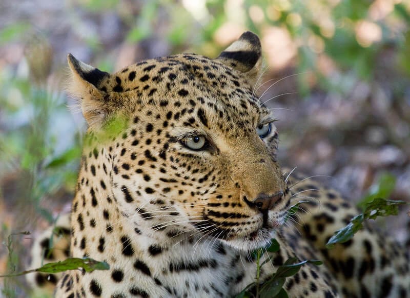 130+ Snow Leopard Names - Best Name Ideas For Exotic Snow Leopard