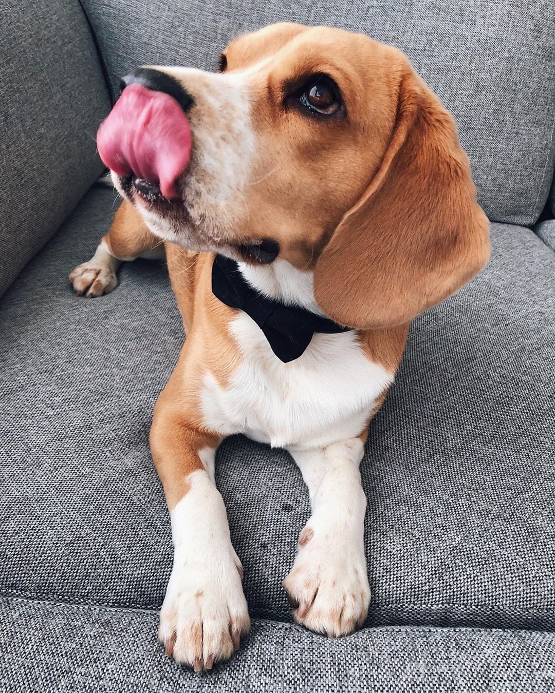 14 Things To Know About Beautiful Beagles - PetPress
