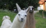 120 Best Llama Names - Cute & Funny Names for Your Llama