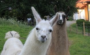 120 Best Llama Names - Cute & Funny Names for Your Llama
