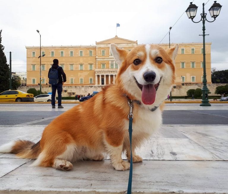 14 Magnificent Facts About Corgis - Page 2 of 4 - PetPress