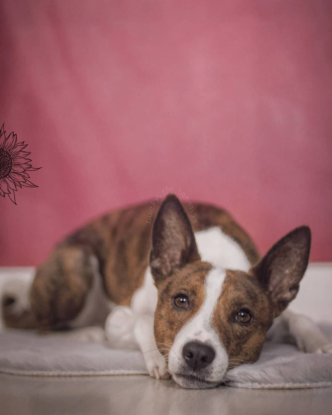 14 Wonderful Things To Know About Basenjis - PetPress