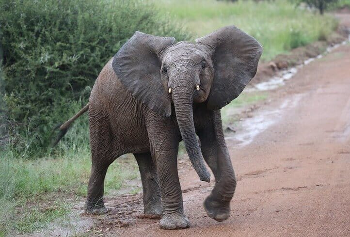 Elephant Names: 300 Best Names For Boy and Girl Elephants