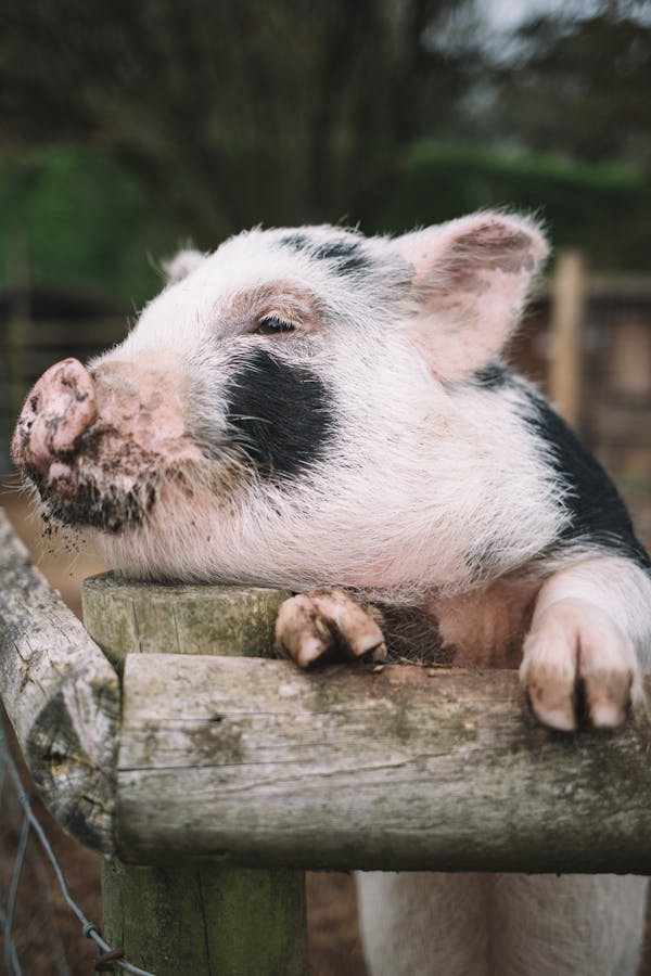 Pig Names: The 500 Most Popular Male and Female Pig Names