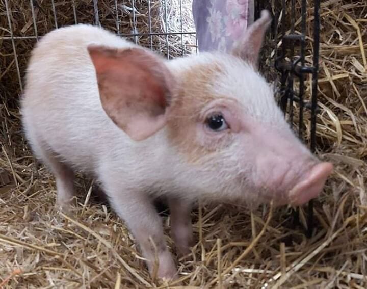 Male Pig Names - 200 Awesome Ideas For Naming Your Piglet - PetPress