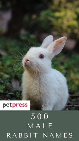 The 500 Best Male Rabbit Names For Your Bunny - PetPress