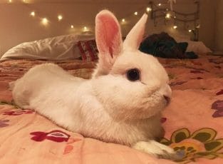 The 500 Best Male Rabbit Names For Your Bunny - PetPress