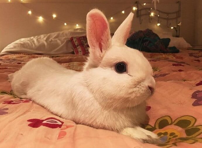 The 500 Best Male Rabbit Names For Your Bunny - PetPress