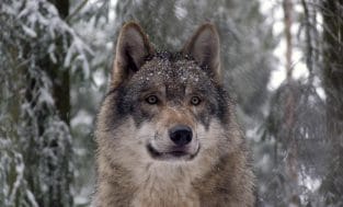 Top 250 Male Wolf Names - Which One Is Your Favorite?