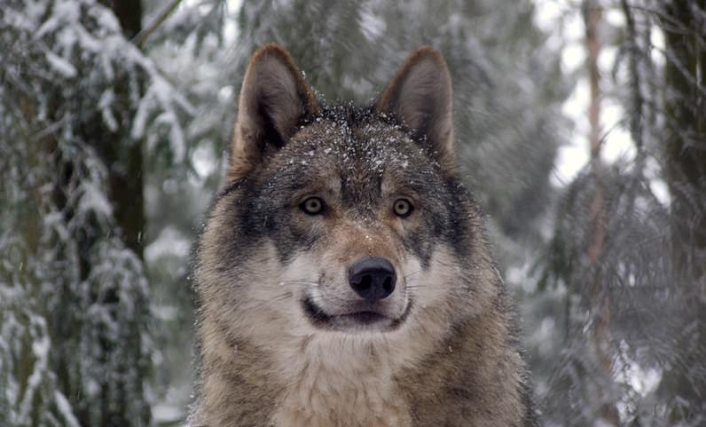 Top 250 Male Wolf Names - Which One Is Your Favorite?