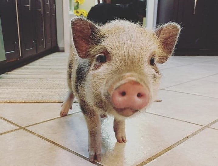40+ Mini Pig Names - Best Names For A Teacup Pig Or Piglet