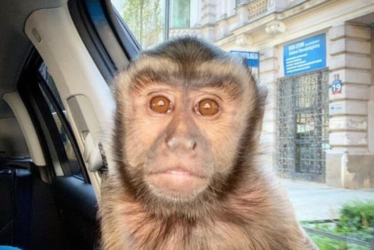 200+ Best Monkey Names that are Cute for Boy & Girl Monkeys