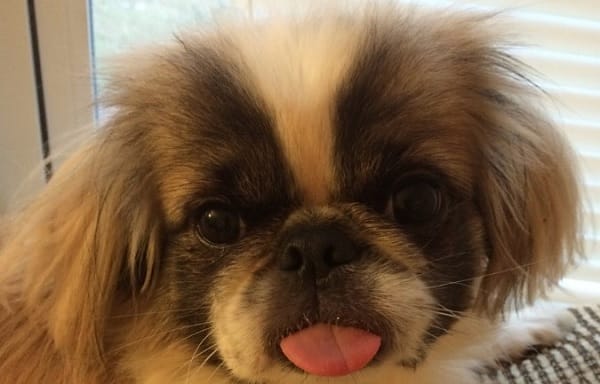 14 Delightful Facts About Pekingese - PetPress
