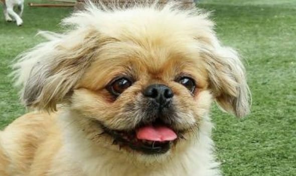 14 Funny Pekingese Pictures That Will Make You Smile! - PetPress