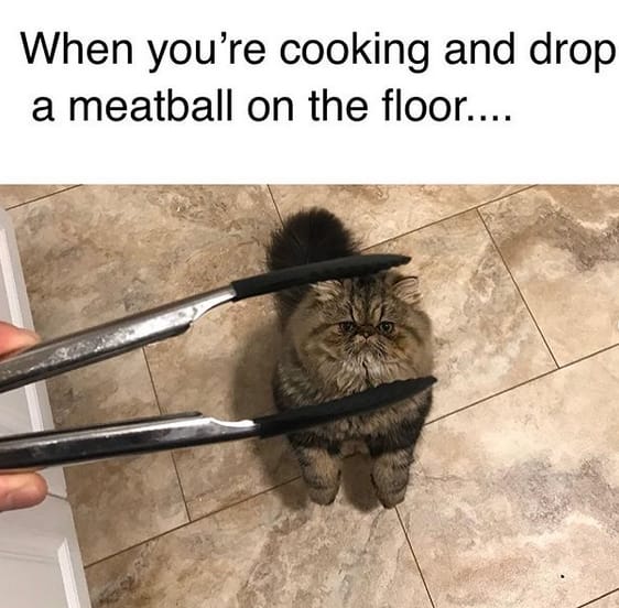 The 14 Funniest Persian Cat Memes of 2019 - PetPress