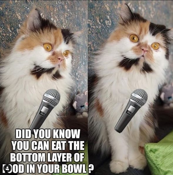 The 14 Funniest Persian Cat Memes of 2019 - Page 2 of 3 - PetPress