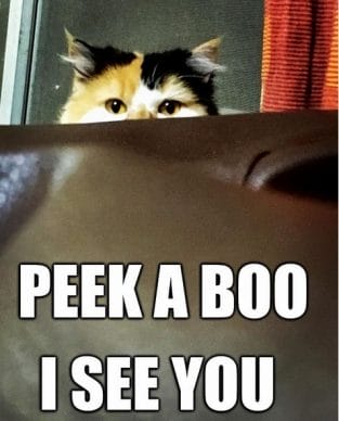 The 14 Funniest Persian Cat Memes of 2019 - Page 2 of 3 - PetPress