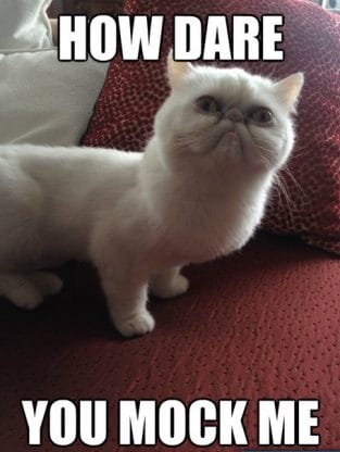The 14 Funniest Persian Cat Memes of 2019 - Page 3 of 3 - PetPress