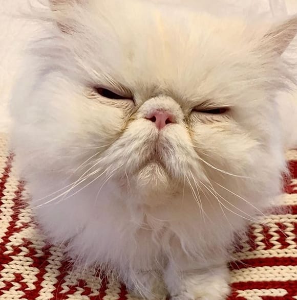 14 Funny Pictures Showing How Persian Cats Would Spend Mondays If They ...