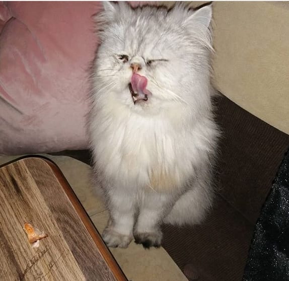 14 Funny Pictures Showing How Persian Cats Would Spend Mondays If They ...