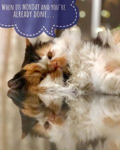 The 14 Funniest Persian Cat Memes of 2019 - Page 2 of 3 - PetPress