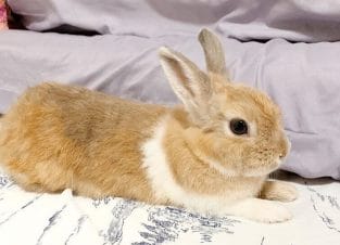 Rabbit Names: The 700 Most Popular Bunny Names - PetPress