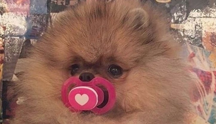 Dog Names Start With L - 190+ Popular Male And Female Dog Names