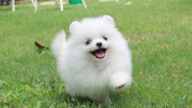 15 Pomeranians Who Have More Energy Than You - PetPress