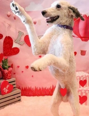 14 Awesome Pictures of Poodles That Will Make You Happy! - PetPress