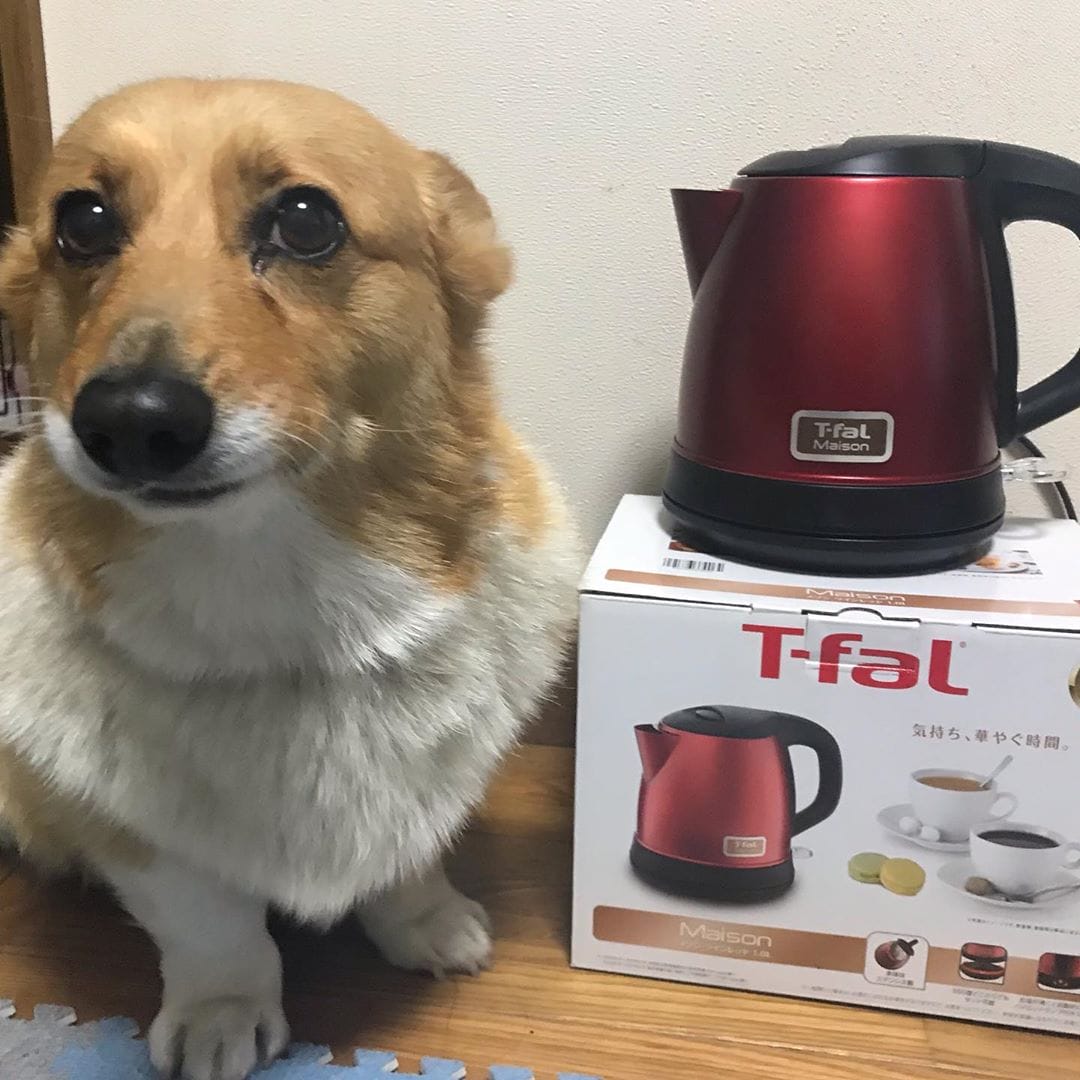 14 Magnificent Facts About Corgis - Page 2 of 4 - PetPress