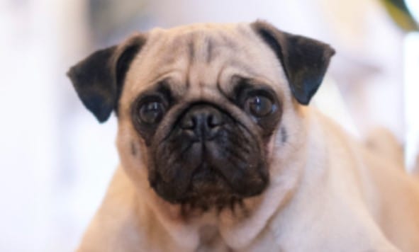 14 Reasons Your Pug Is So Over You - PetPress