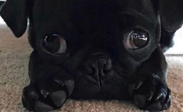 14 Amazing Facts About Pugs - PetPress