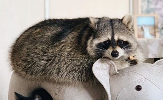 14 Funny Raccoon Pictures That Will Make You Smile! - PetPress