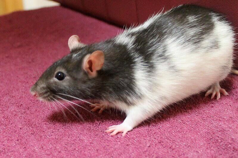 500 Best Rodent Names for Hamsters, Guinea Pigs, Rats and More - PetPress