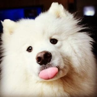 14 Fascinating Samoyed Dog Photos - PetPress