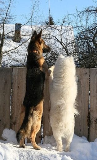 14 Fascinating Samoyed Dog Photos - Page 2 of 3 - PetPress