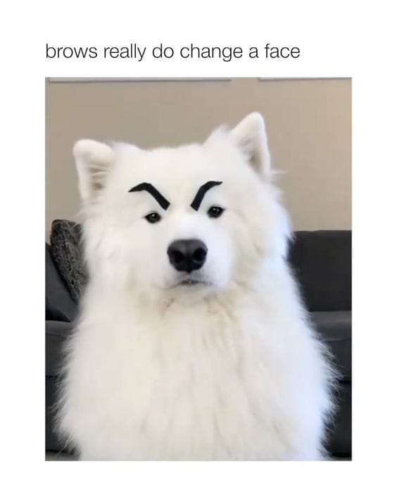 14 Fascinating Samoyed Dog Photos - PetPress