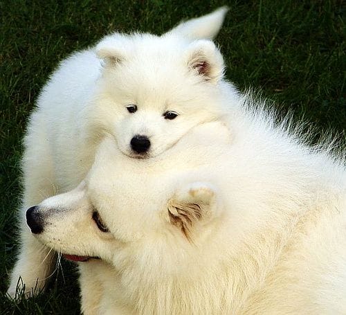 14 Fascinating Samoyed Dog Photos - Page 2 of 3 - PetPress
