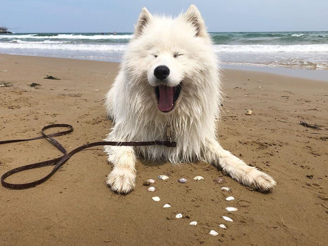 15 Funny Pictures Explaining Why We Love Samoyed Dogs So Much! - PetPress