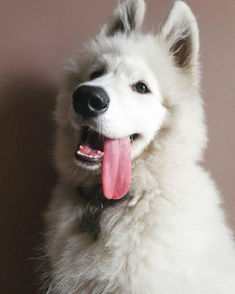 15 Funny Pictures Explaining Why We Love Samoyed Dogs So Much! - Page 3 ...