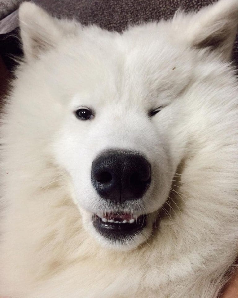 15 Funny Pictures Explaining Why We Love Samoyed Dogs So Much! - Page 2 ...