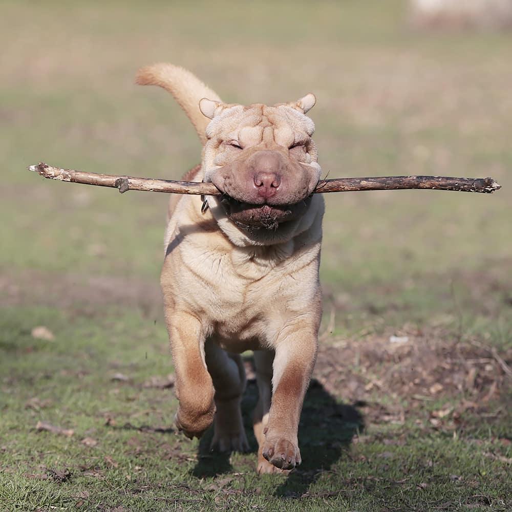 16 Wrinkly Facts About the Shar-Pei - PetPress