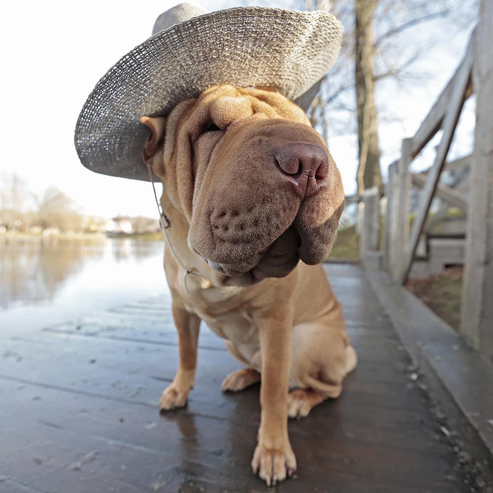 16 Wrinkly Facts About the Shar-Pei - PetPress