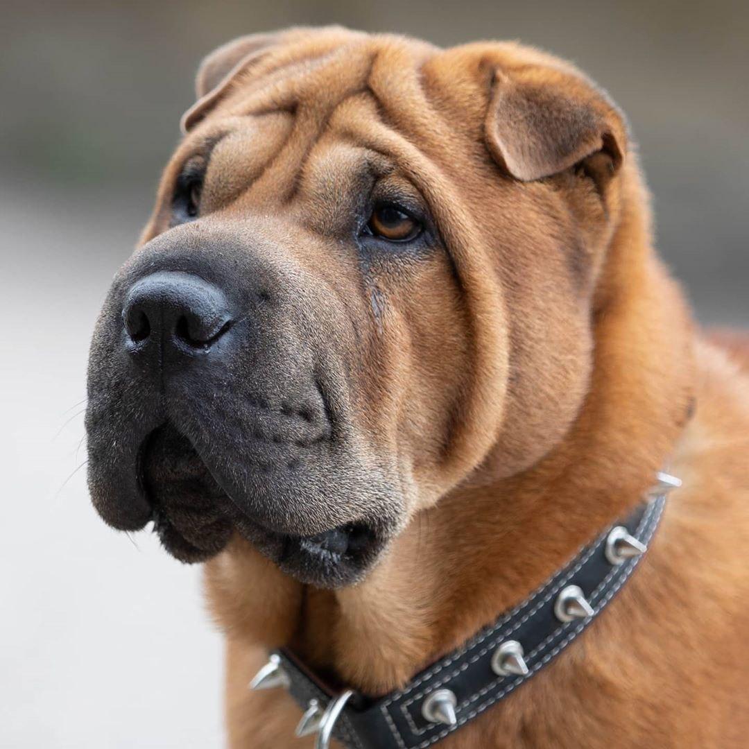 16 Wrinkly Facts About the Shar-Pei - PetPress