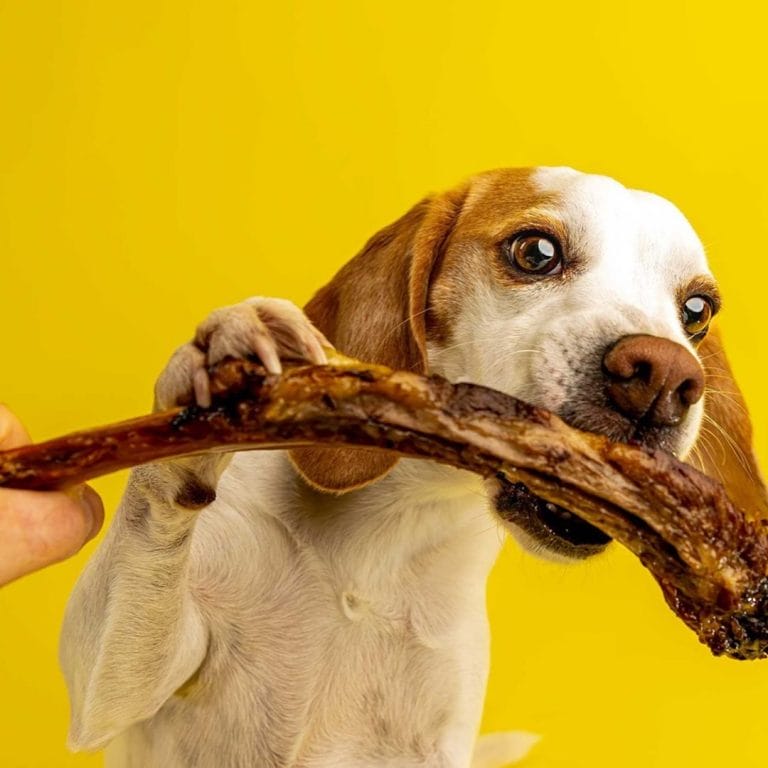 14 Things To Know About Beautiful Beagles - Page 2 of 4 - PetPress