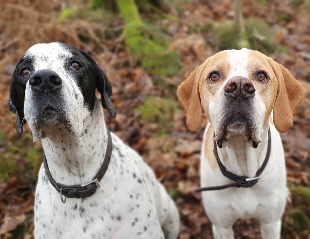14 Incredible Facts About English Pointers - Page 2 of 4 - PetPress